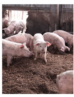 Business description Hog raising │ OGAWA GROUP